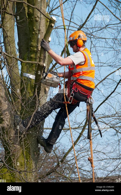 Rope Chain For Cutting Tree Limbs At Jennifer Pardue Blog