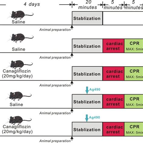 Experimental Protocols Mice In All Groups Except For The Sham Mice