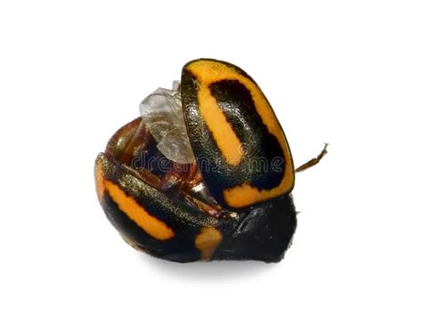 Dead Ladybug Ladybird Hyperaspis Trifurcata Stock Image Image Of