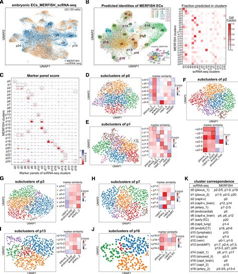 Molecular And Spatial Signatures Of Mouse Embryonic Endothelial Cells At Single Cell Resolution