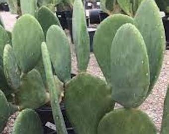 3 Small Pads Spineless Thornless Edible Nopales Prickly Pear Cactus
