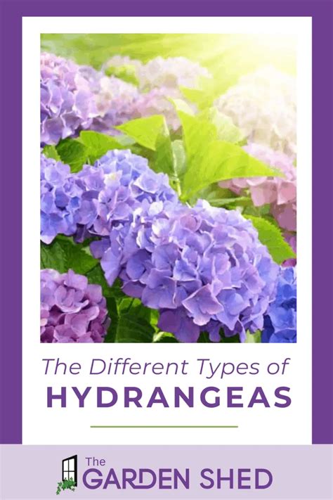 Types Of Hydrangeas Find The Perfect Variety For Your Yard