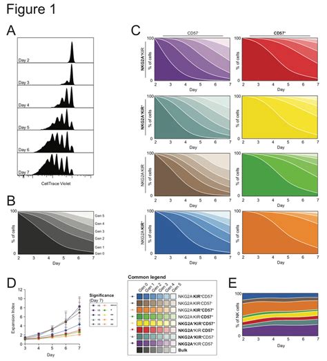 Proliferation Kinetics Of Freshly Isolated Human Nk Cell Subsets