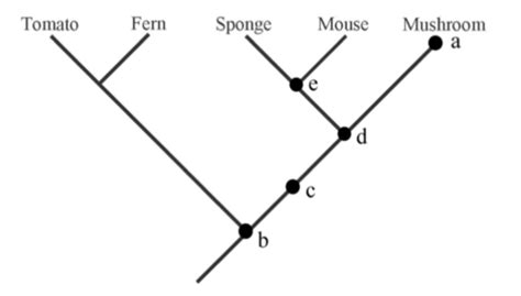 Evolution Exam 2 Flashcards Quizlet