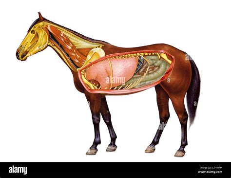 Apparato Digerente Cavalli Immagini E Fotografie Stock Ad Alta