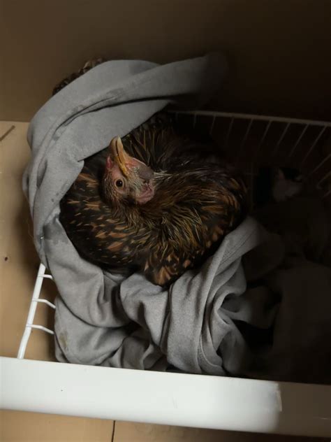 Im In A Bind Chicken With Wry Neck Seizures But A Strong Will To