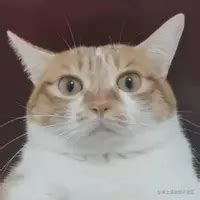 Rust如何使用serde json 一个Rust的高效JSON处理库 json JSONJavaScript 掘金