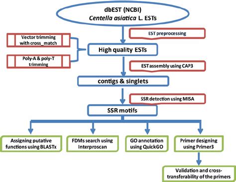 Schematic Representation Of The Steps Involved In Est Ssr Download Scientific Diagram