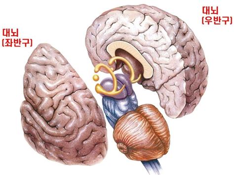 뇌의 구조와 기능 좌뇌와 우뇌의 역할 네이버 블로그