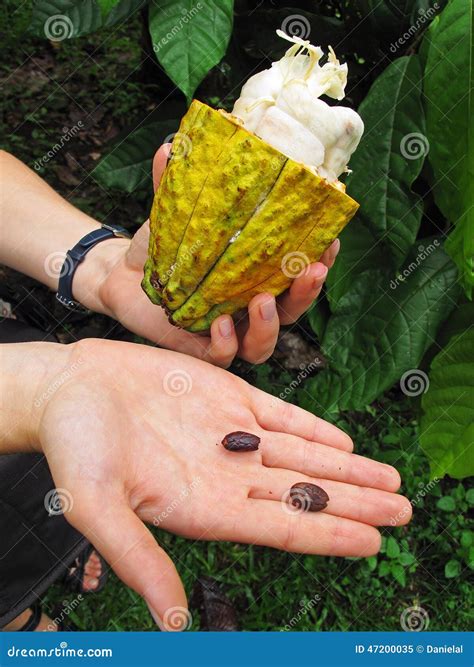 Cocoa Fruit And Beans Stock Image Image Of Beans Jungle