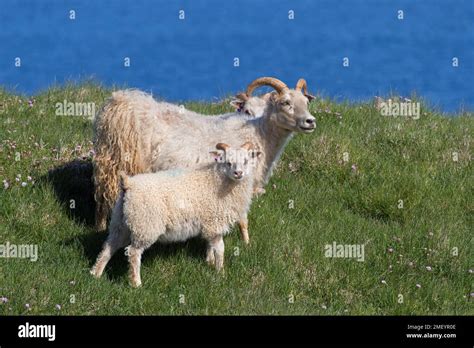 Icelandic Sheep With Two Lambs In Meadow On Cliff Top In Summer