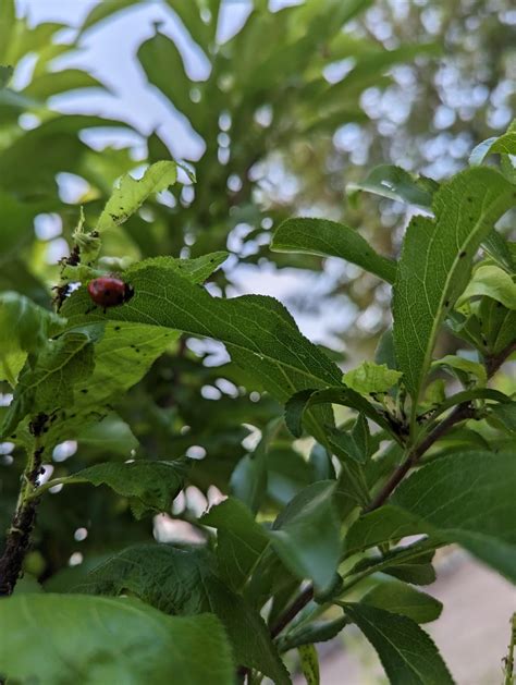 Is This A Ladybug And Are These Ladybug Babies Rladybugs