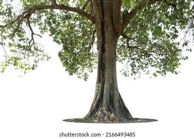 Image Base Tree On White Background Stock Photo Shutterstock