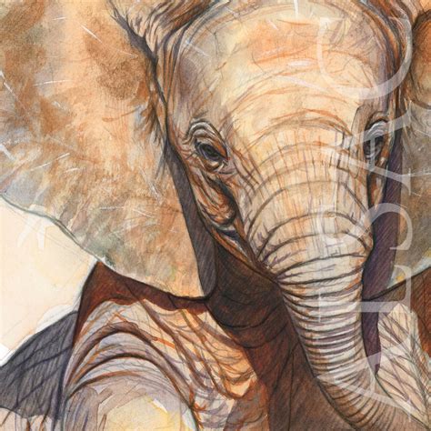 Ptit Elephant Dessin En Couleur Dun Elephanteau Par Stéphane Alsac