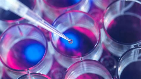 Epidermal Stem Cells And Combined Cell And Gene Therapy Il Bo Live