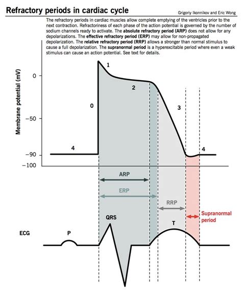 Refractory Periods In Cardiac Cycle Cardiac Sonography Cardiac Cycle