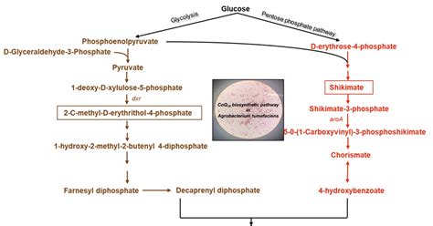 Unravelling Coenzyme Q10 Pathway Could Pave Way To Industrial