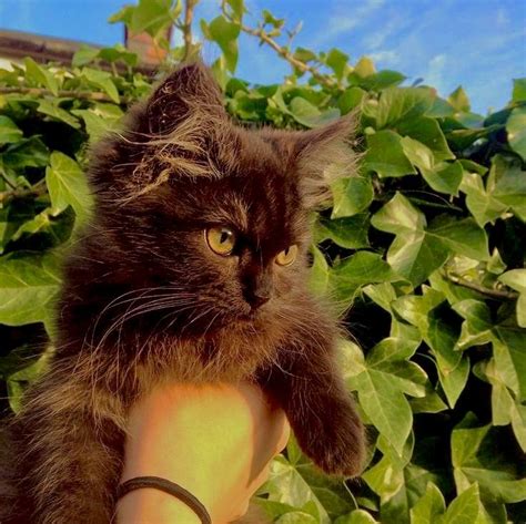 Pin By Smile On Different Aesthetics Pretty Cats Cats Cat Aesthetic