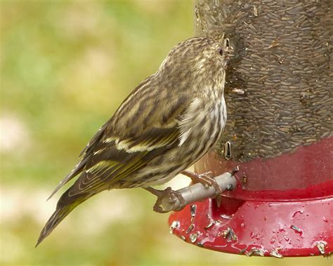 Irruptive Pine Siskins Feederwatch