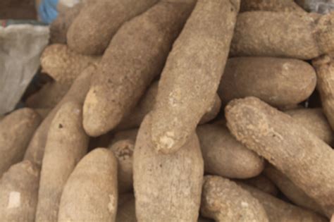 Yam Vegetable Wikipedia