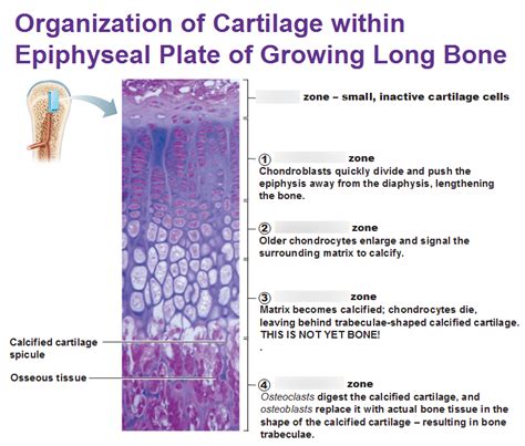 What Is Epiphyseal Line In Anatomy At Nathaniel Ackerman Blog