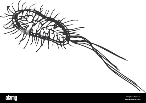 Outline Microbe Vector Icon Isolated Black Simple Line Element Illustration From A Medical