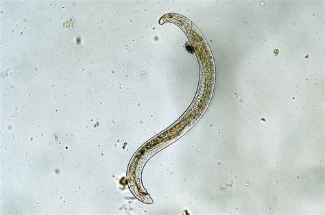 Use Beneficial Nematodes To Combat Insect Pests Gardeners Path