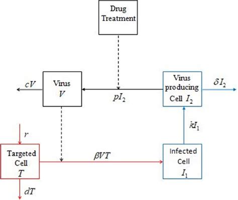 diagram showing the relationship between different cells download