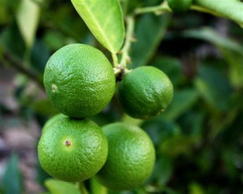 Mudah Dilakukan Ini Cara Menanam Jeruk Nipis