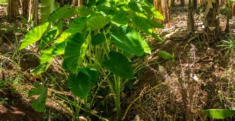 What Is Yam How To Plant Grow And Harvest Yam Root Gardeners Magazine