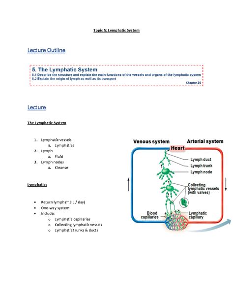 Topic 5 The Lymphatic System Lecture Notes 5 Topic 5 Lymphatic