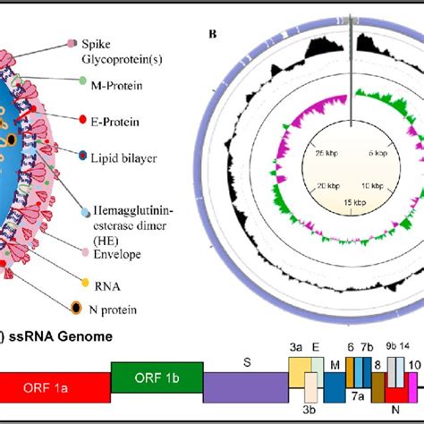 Sars Cov 2 Virus Structure A Architecture Of The Of Sars Cov 2 Download Scientific Diagram