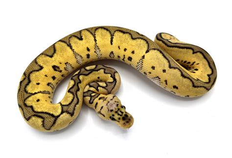 Killer Clown Royal Constrictor Designs