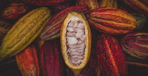 Fresh Cocoa Seeds For Planting Row Coco Theobroma Cocoa Bean Etsy
