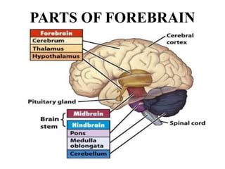 Parts Of Forebrain PPT