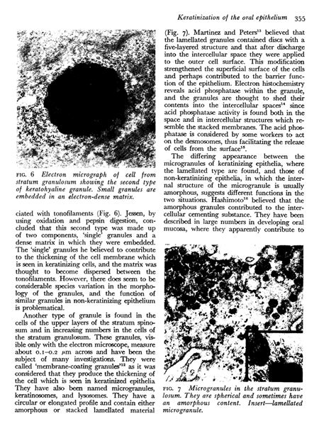 Keratinization Of The Oral Epithelium Pmc