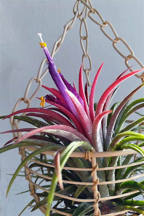 Grow Indoor Air Plants For Living Wall Art Gardeners Path
