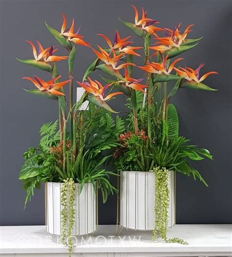 Strelicja Rajski Ptak Kompozycja Regina Premium White Xxl 9379