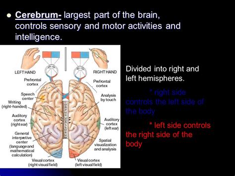Ve Programming Control Starter Kit What Part Of The Brain Controls Speech And Motor Skills