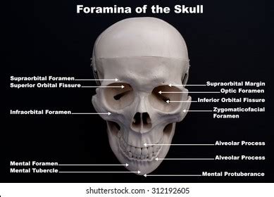 Supraorbital Foramen