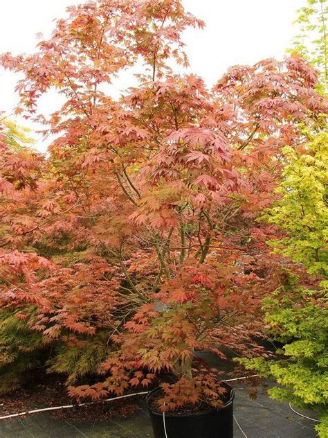 Acer Ariadne Japanese Maple Hello Hello Plants