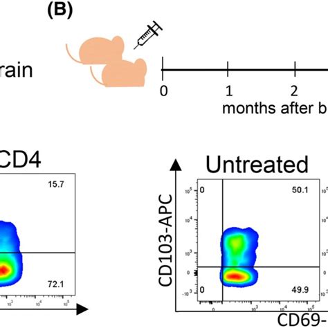 Cd4⁺ T Cells Are Required For Generation And Maintenance Of Cd8⁺ Trm