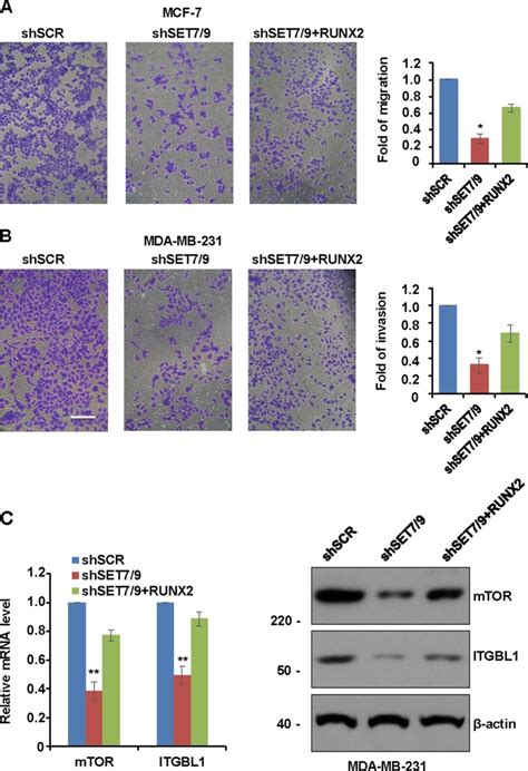 Set7 9 Promotes Multiple Malignant Processes In Breast Cancer Development Via Runx2 Activation