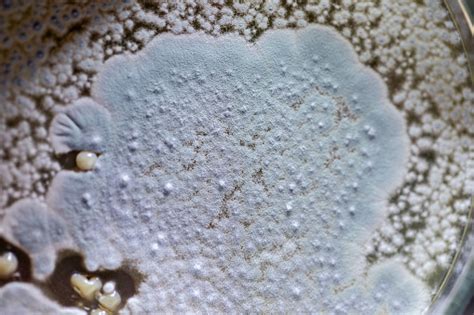 실험실 미생물학에서 배양 배지에 있는 곰 팡이 의 특성이 아름 답 고 식민지입니다 배율에 대한 스톡 사진 및 기타 이미지 Istock