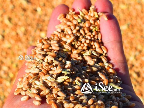 Үрийн улаанбуудайн үнийг 30 хувь хөнгөлнө Isee Mn