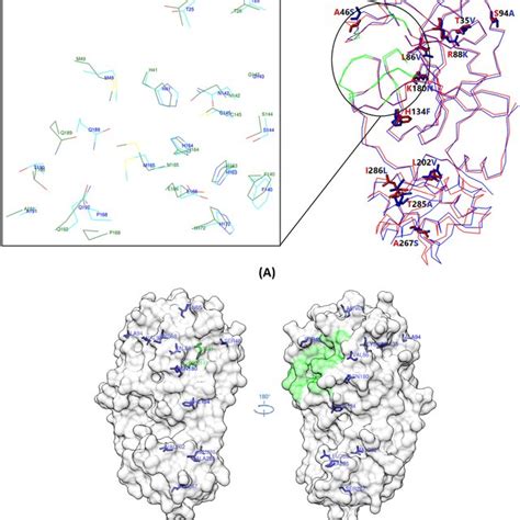 Monomer Structure Alignment Of Sars Cov Mpro Red And Sars Cov 2 Mpro