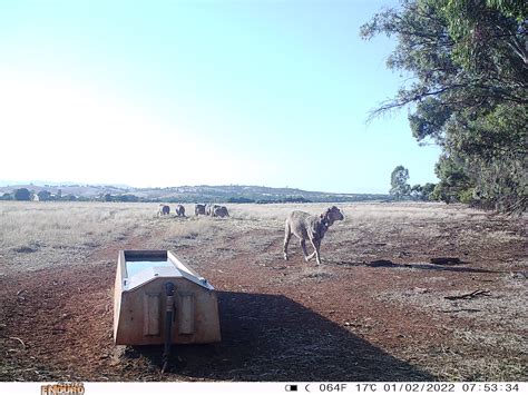 Sheep Detection Object Detection Dataset And Pre Trained Model By University Of Adelaide