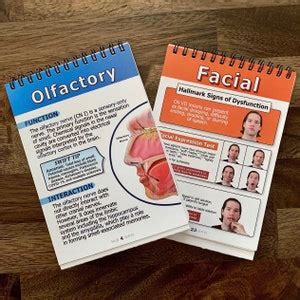 Cranial Nerves Anatomy Testing Assessment Etsy