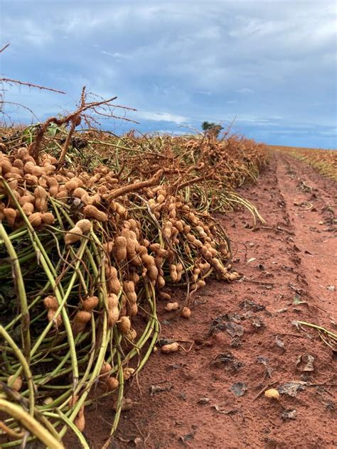 Boron Nutrition Improves Peanuts Yield And Seed Quality In A Low B