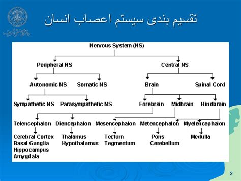 Central Nervous System Ppt Download